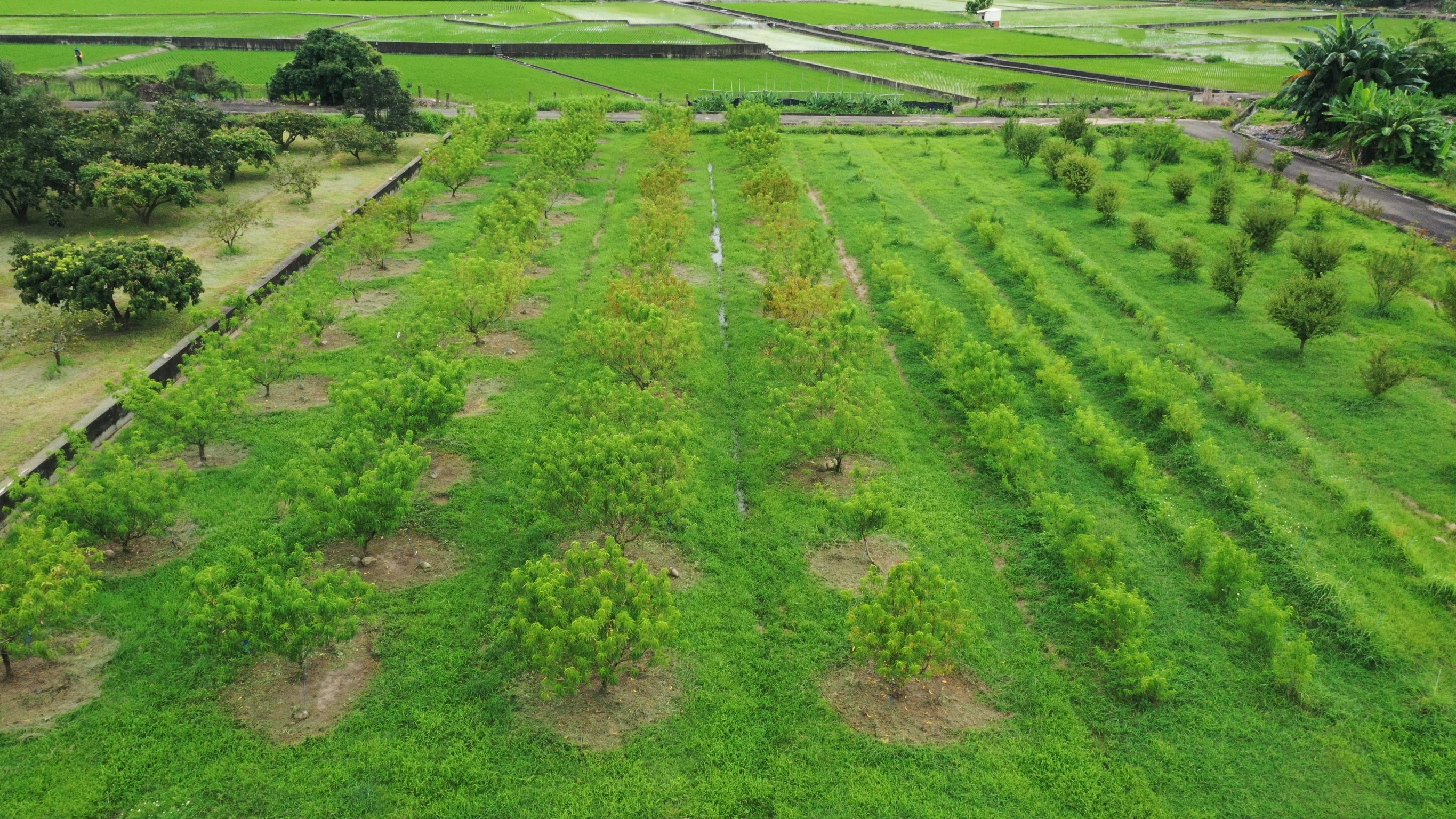 農業部農業試驗所-遺傳資源及生物技術組-業務專區-遺傳資源研究室