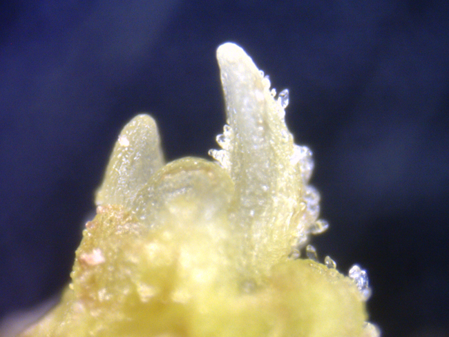 Taiwan Agricultural Research Institute, Ministry of Agriculture ...