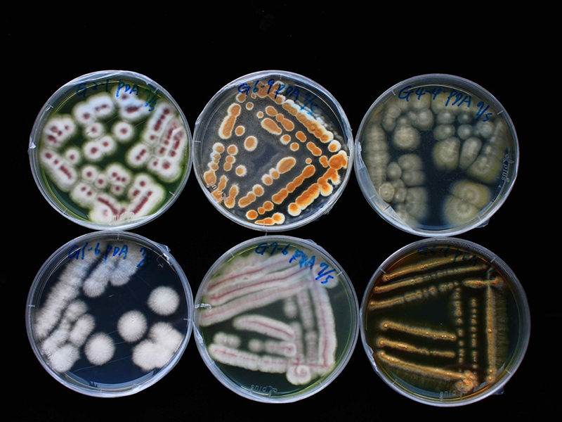 Taiwan Agricultural Research Institute, Ministry of Agriculture-News-News