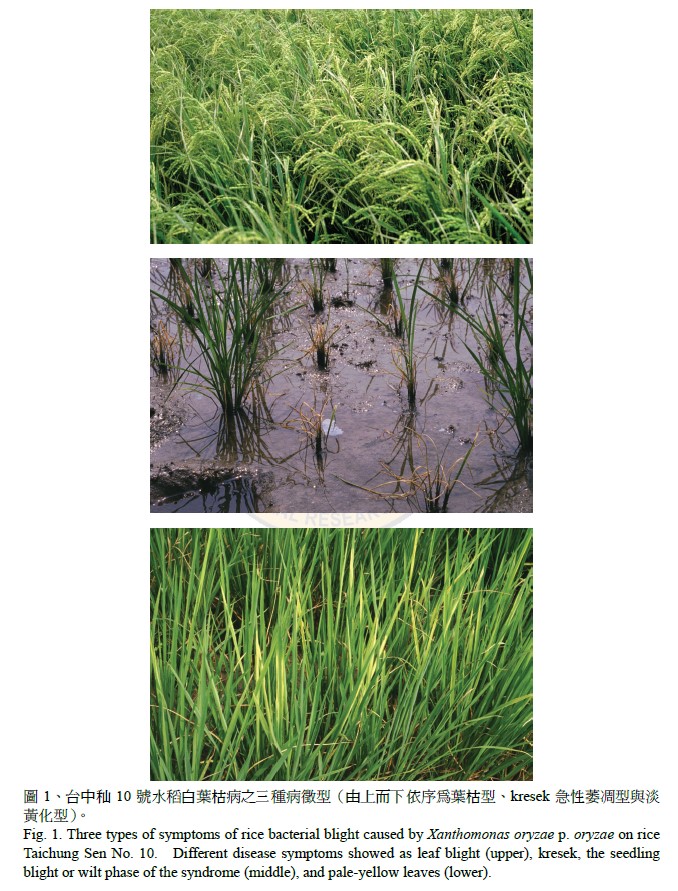 Symptoms Of Bacterial Leaf Blight On Rice Trees - Infoupdate.org