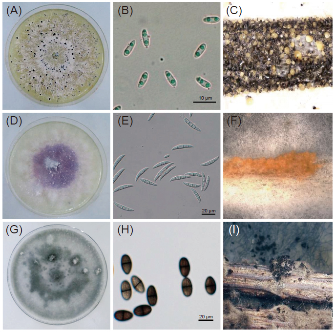 Journal of Taiwan Agricultural Research-BROWSE ARTICLES-Current issue