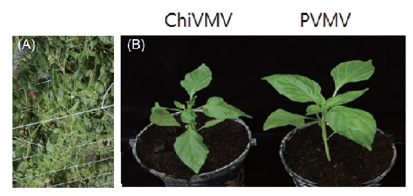 Journal of Taiwan Agricultural Research-BROWSE ARTICLES-All issues